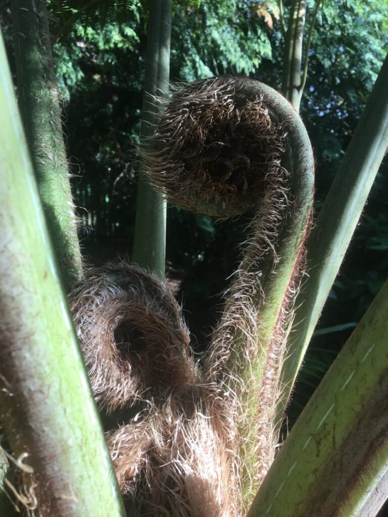 Buy Cyathea lunulata - The Tree Fern